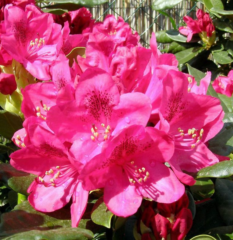 Rododendras Nova Zembla C12 (60-70cm) – Oliseta