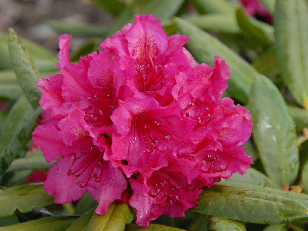Rododendras Mrs P. den Ouden C5 (30-40cm) – Oliseta