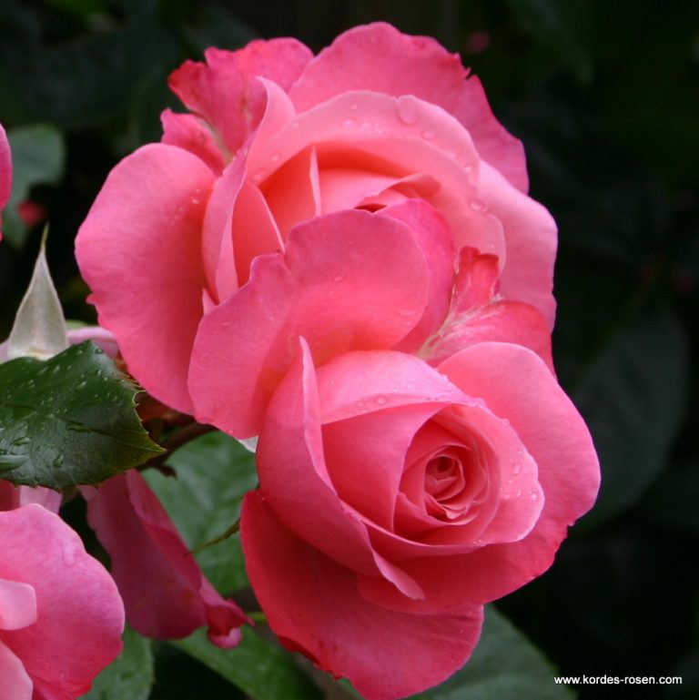 Rožė Rosanna® – Oliseta