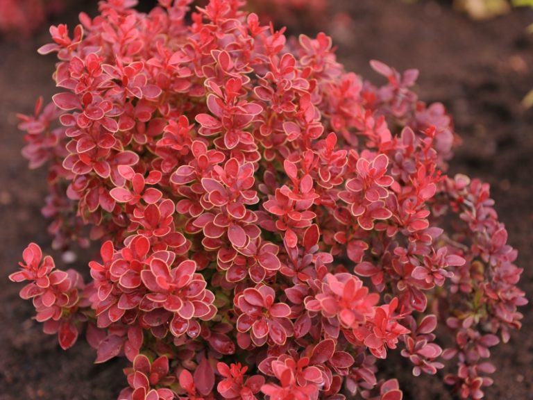 Raugerškis Red Chief C3 (25-30cm) – Oliseta